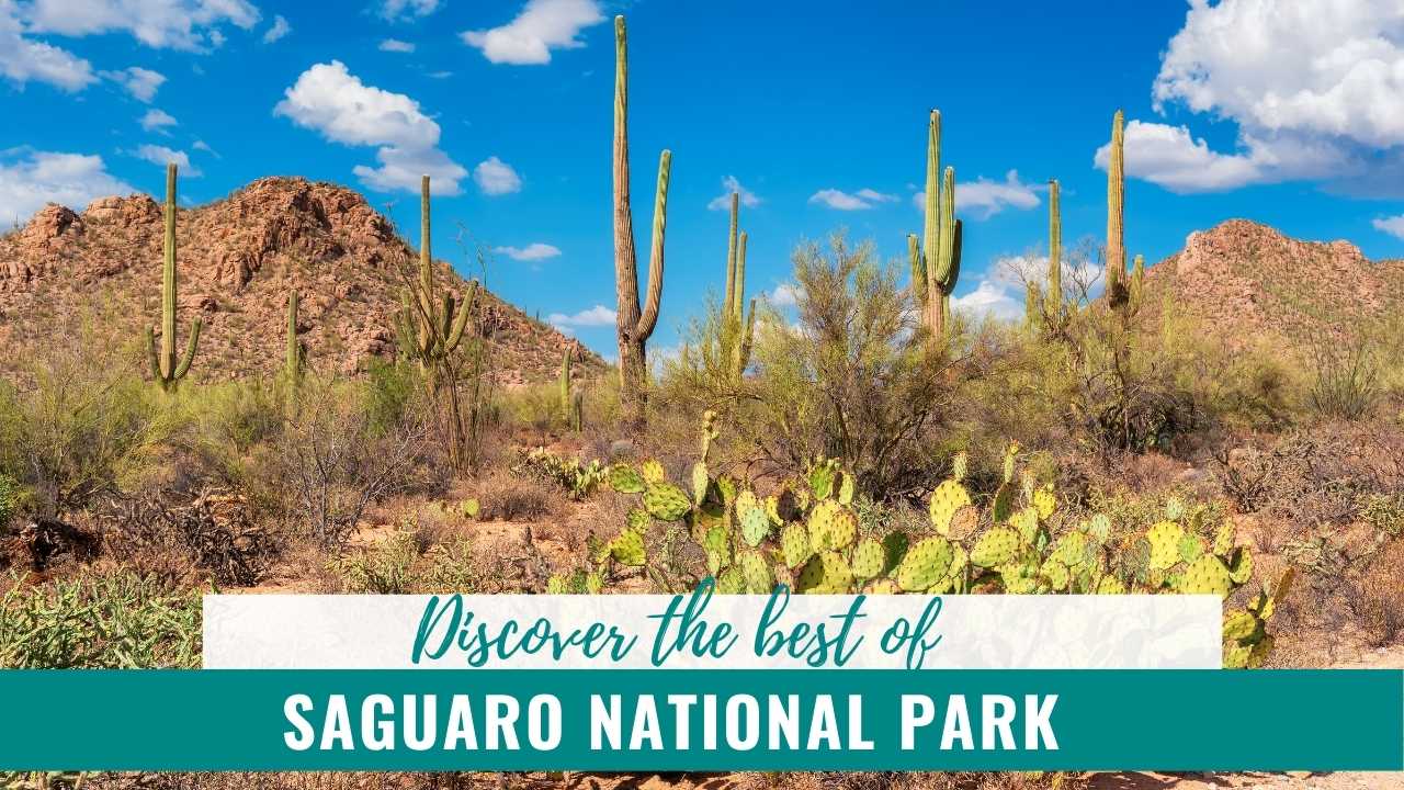 Complete Guide to Saguaro National Park - Chickery's Travels